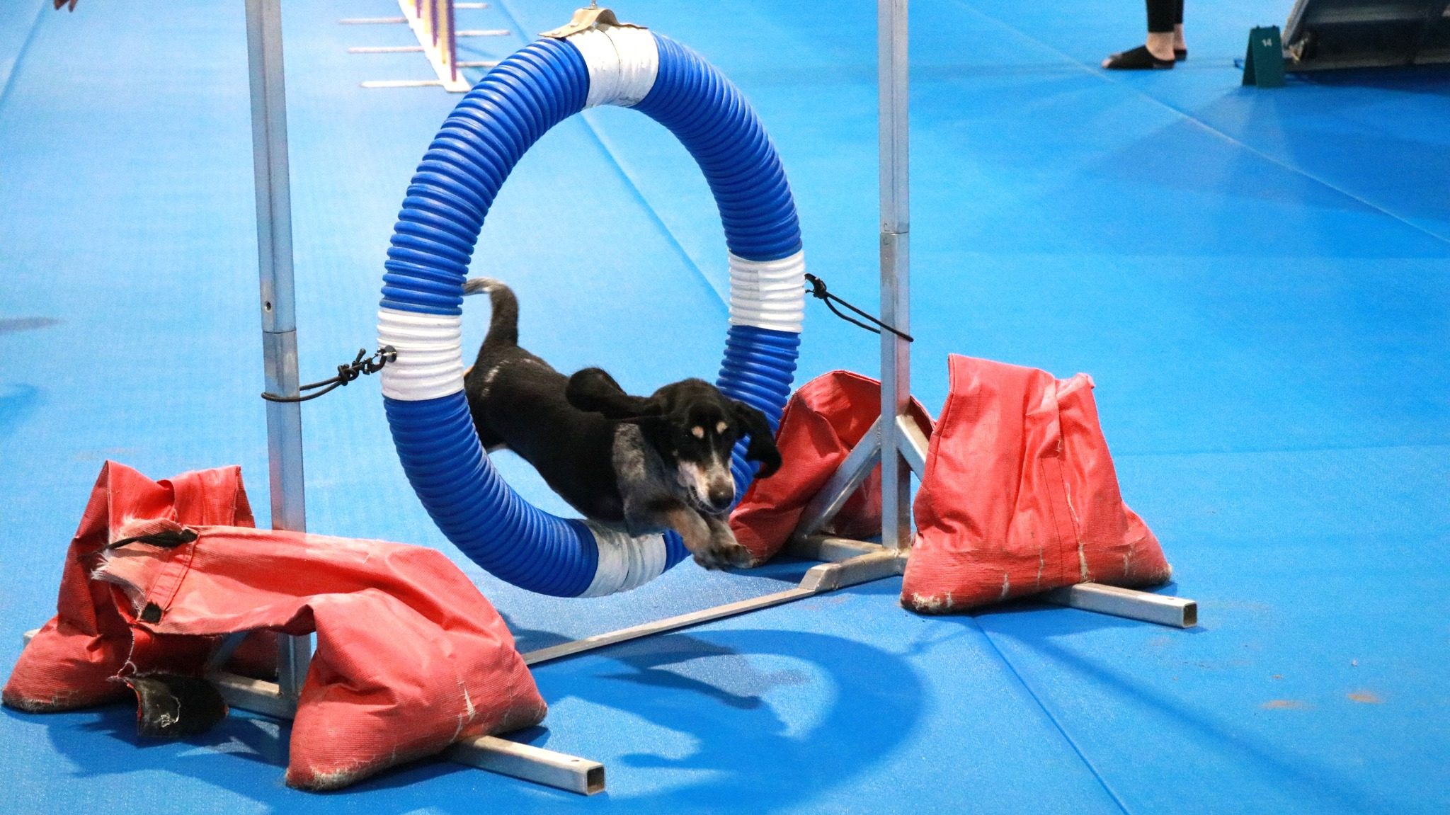 Agility Group Classes – Overdale Kennel